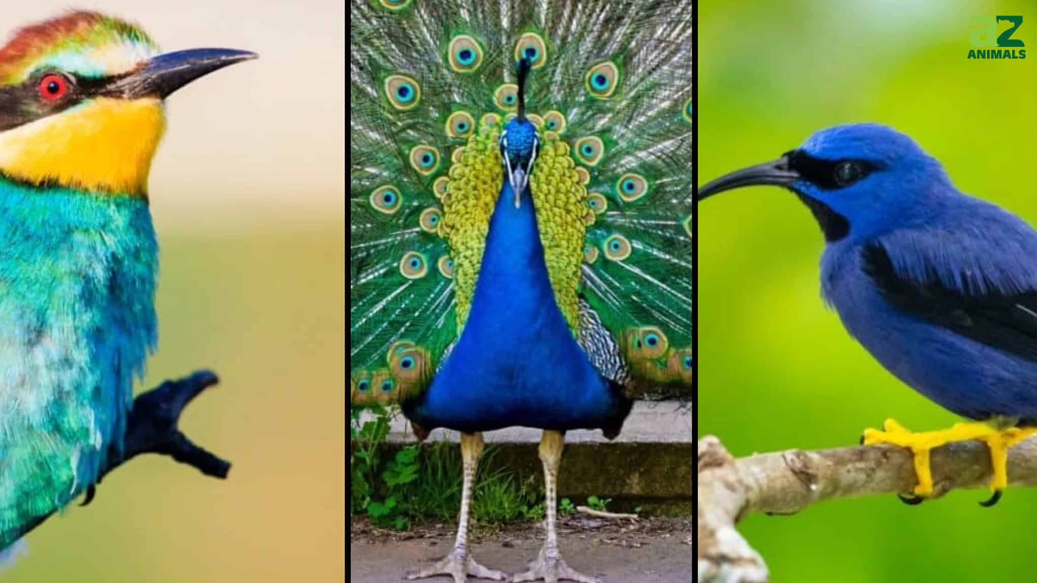 10 Most Beautiful Birds and Where You Can Find Them Around the World ...