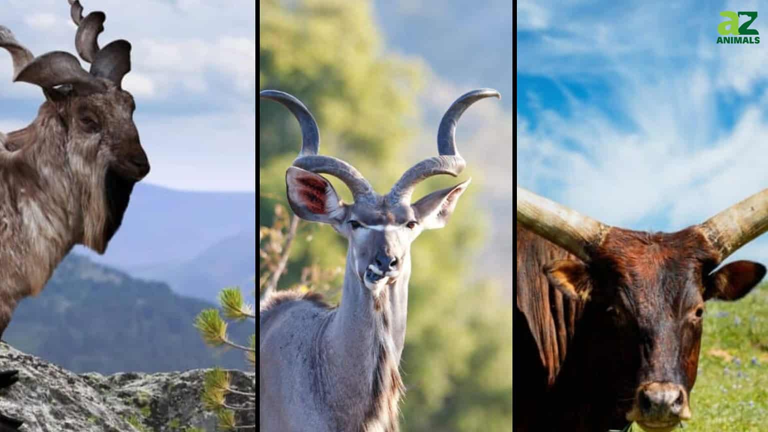 10 Animals With the Biggest Horns in the World - A-Z Animals