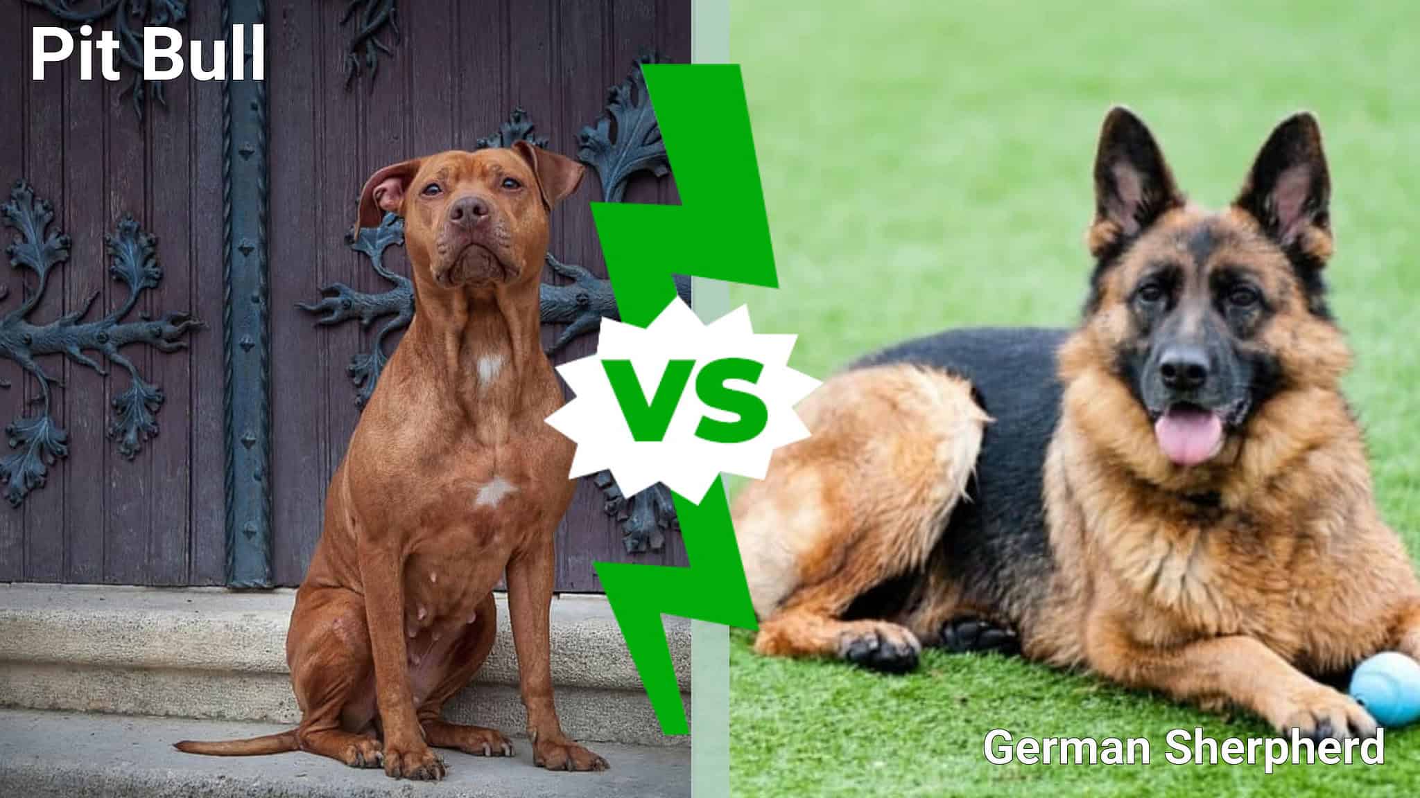German Shepherd Vs. Pit Bull: 6 Key Differences Explained - A-Z Animals