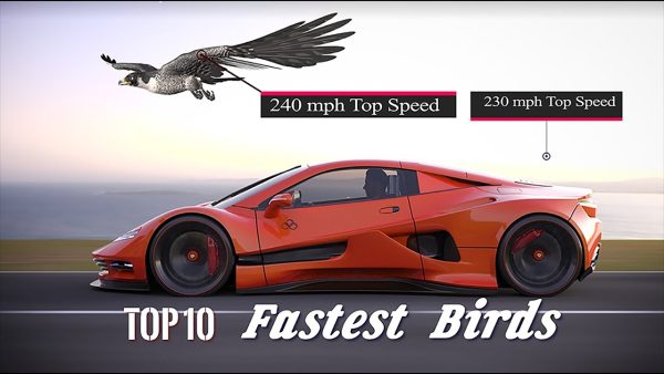 The 10 Fastest Birds Soaring Today's Skies - A-Z Animals