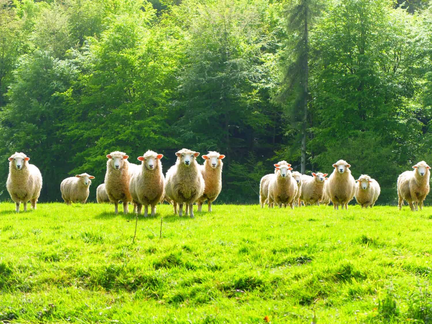 The Top 16 Cutest Sheep Breeds - A-Z Animals