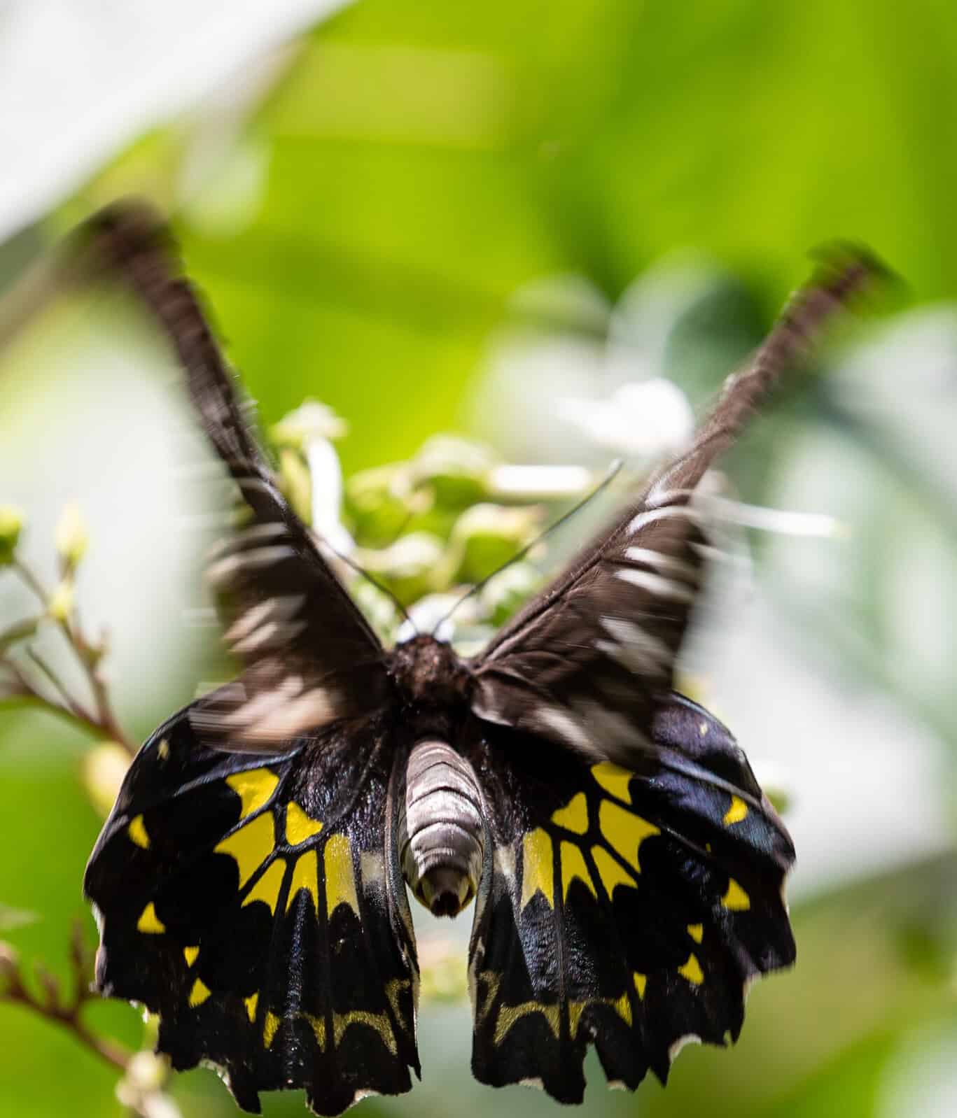 24 Endemic Species You'll Only Find in One Place on Earth - A-Z Animals