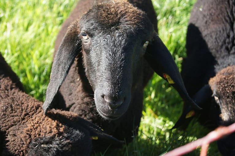 The Top 16 Cutest Sheep Breeds - A-Z Animals