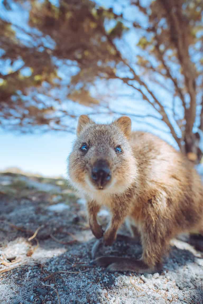 Why Are Quokkas So Darn Friendly and Photogenic? - A-Z Animals