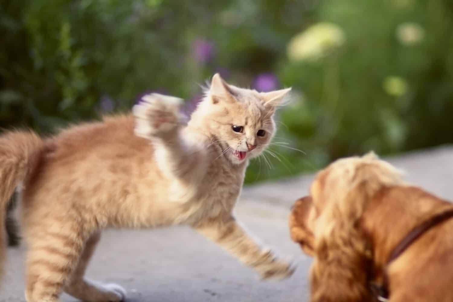 Here’s Why Your Cat Is Staring at You - A-Z Animals