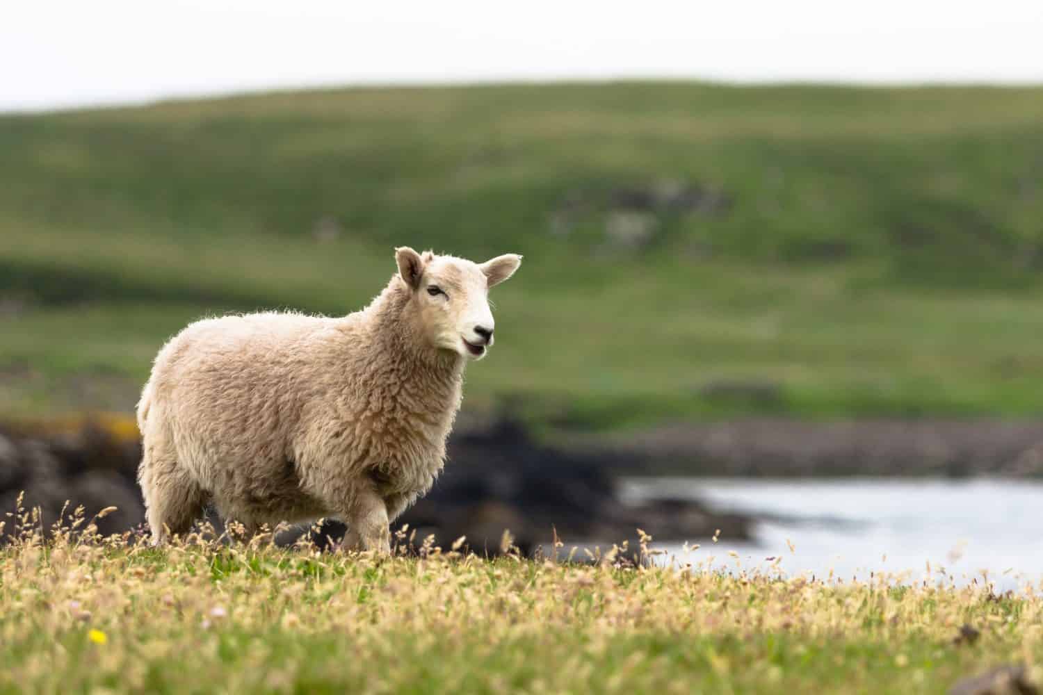 The Top 16 Cutest Sheep Breeds - A-Z Animals