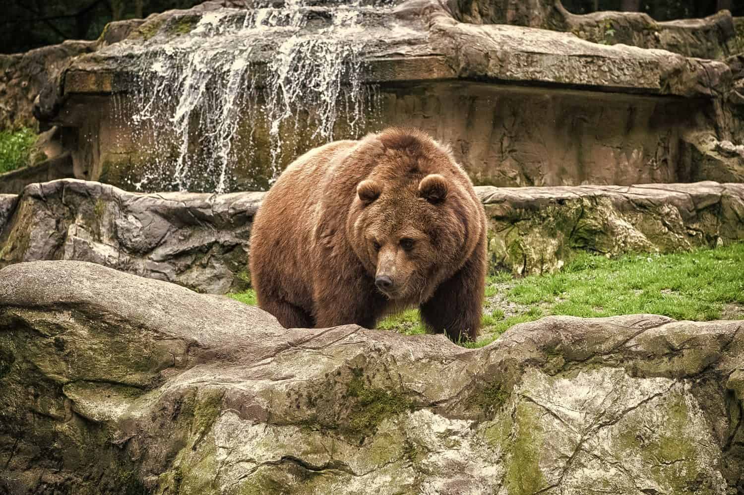 No! Bears Cannot Be Domesticated and Here's Why - A-Z Animals