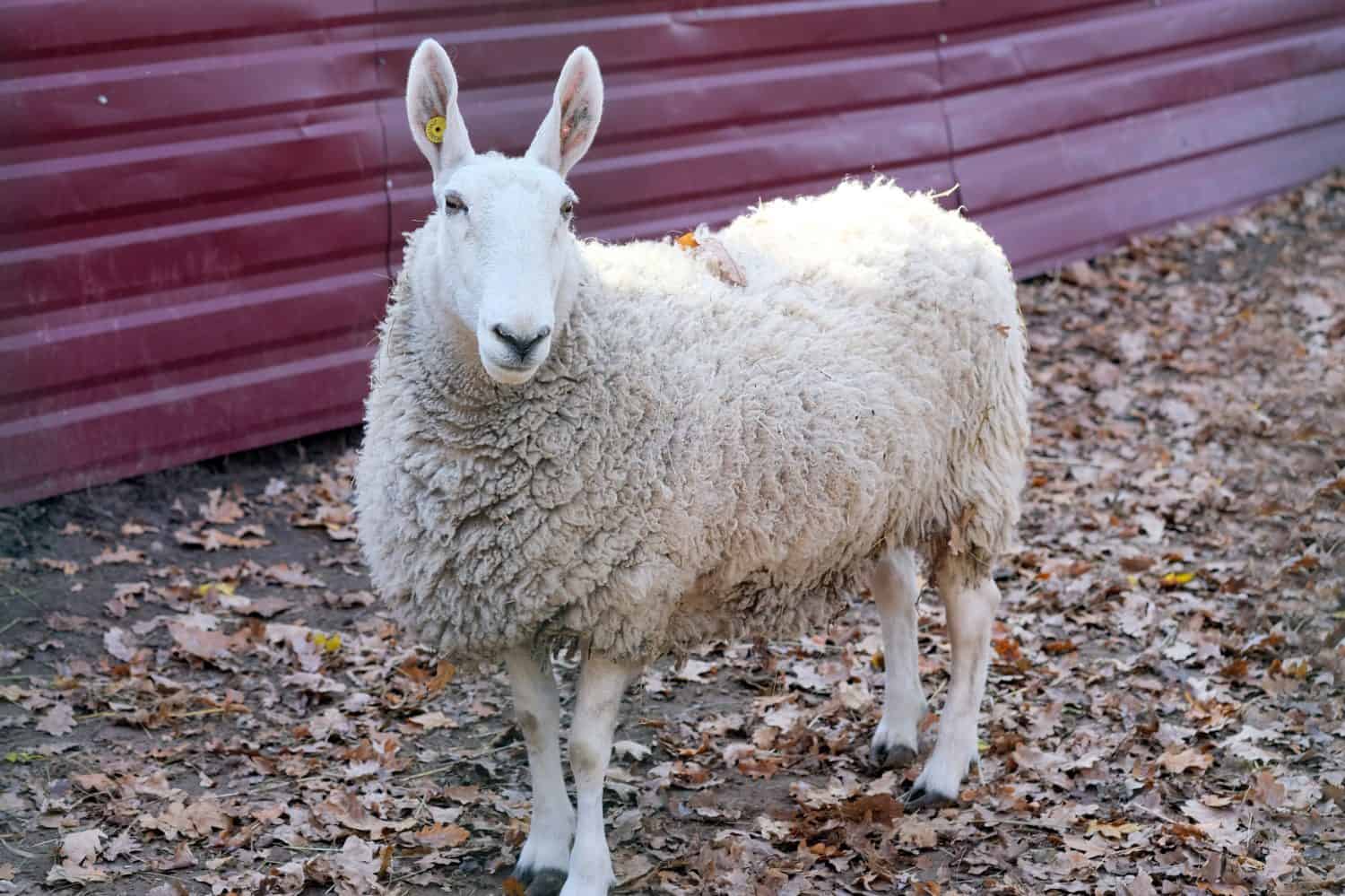 The Top 16 Cutest Sheep Breeds - A-Z Animals