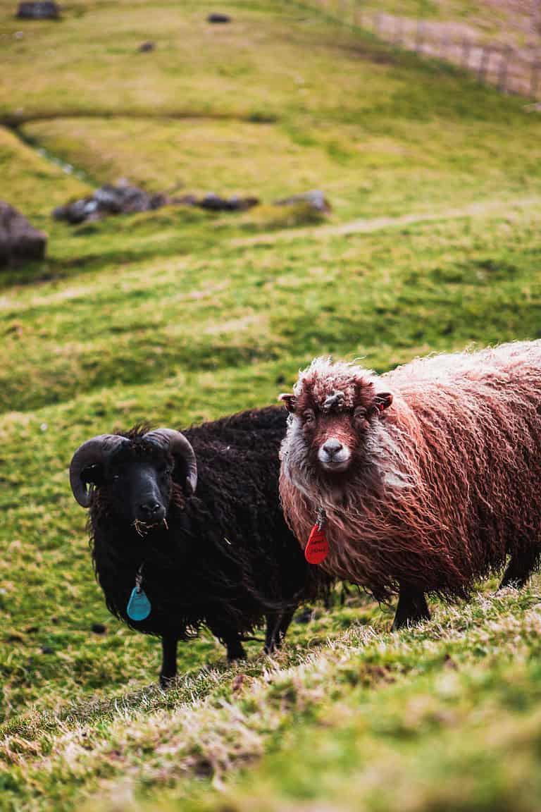 The Top 16 Cutest Sheep Breeds - A-Z Animals