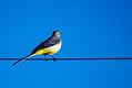 24 Endemic Species You'll Only Find in One Place on Earth - A-Z Animals
