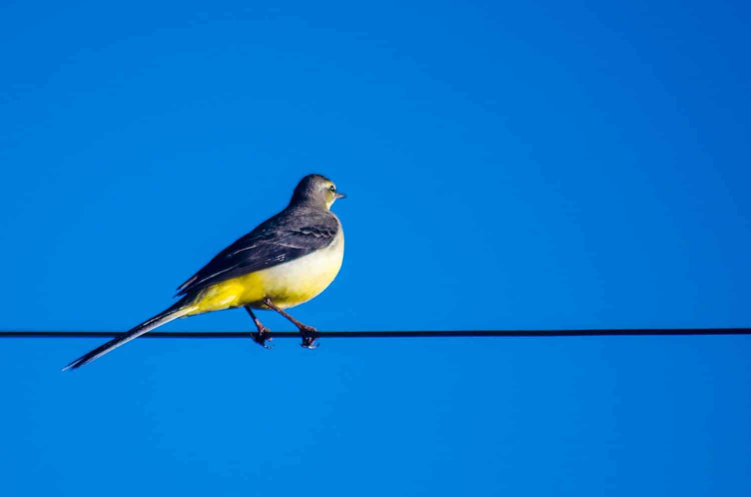 24 Endemic Species You'll Only Find in One Place on Earth - A-Z Animals