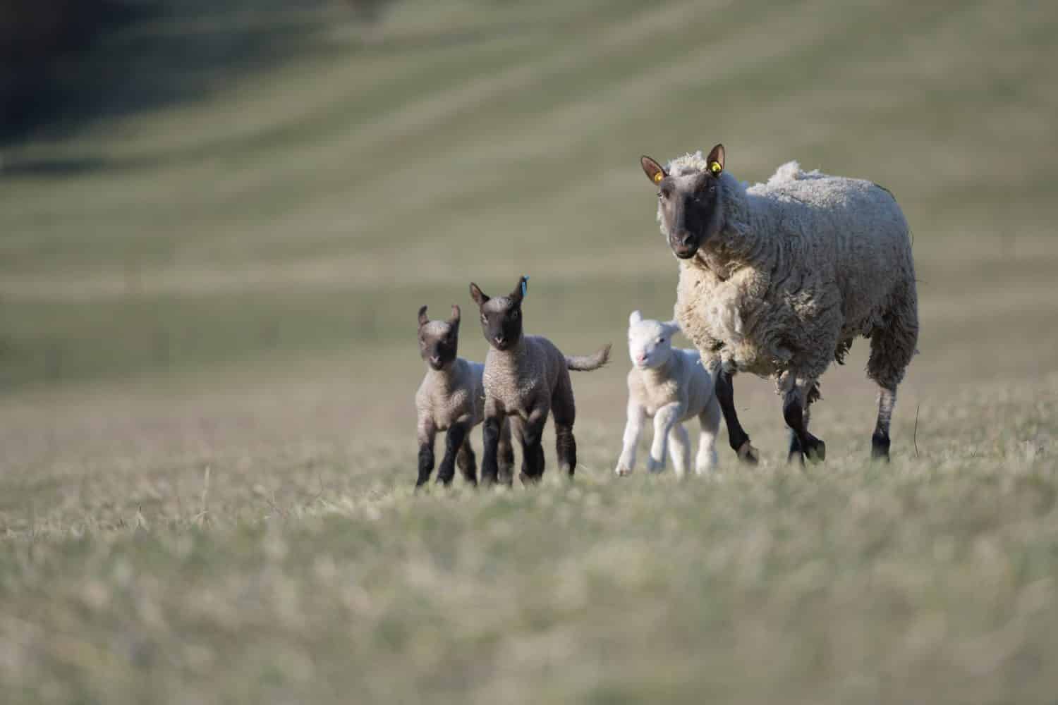 The Top 16 Cutest Sheep Breeds