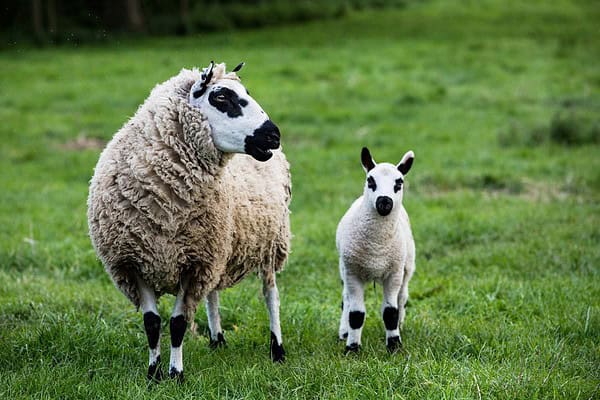 The Fastest Births in the Animal World - A-Z Animals