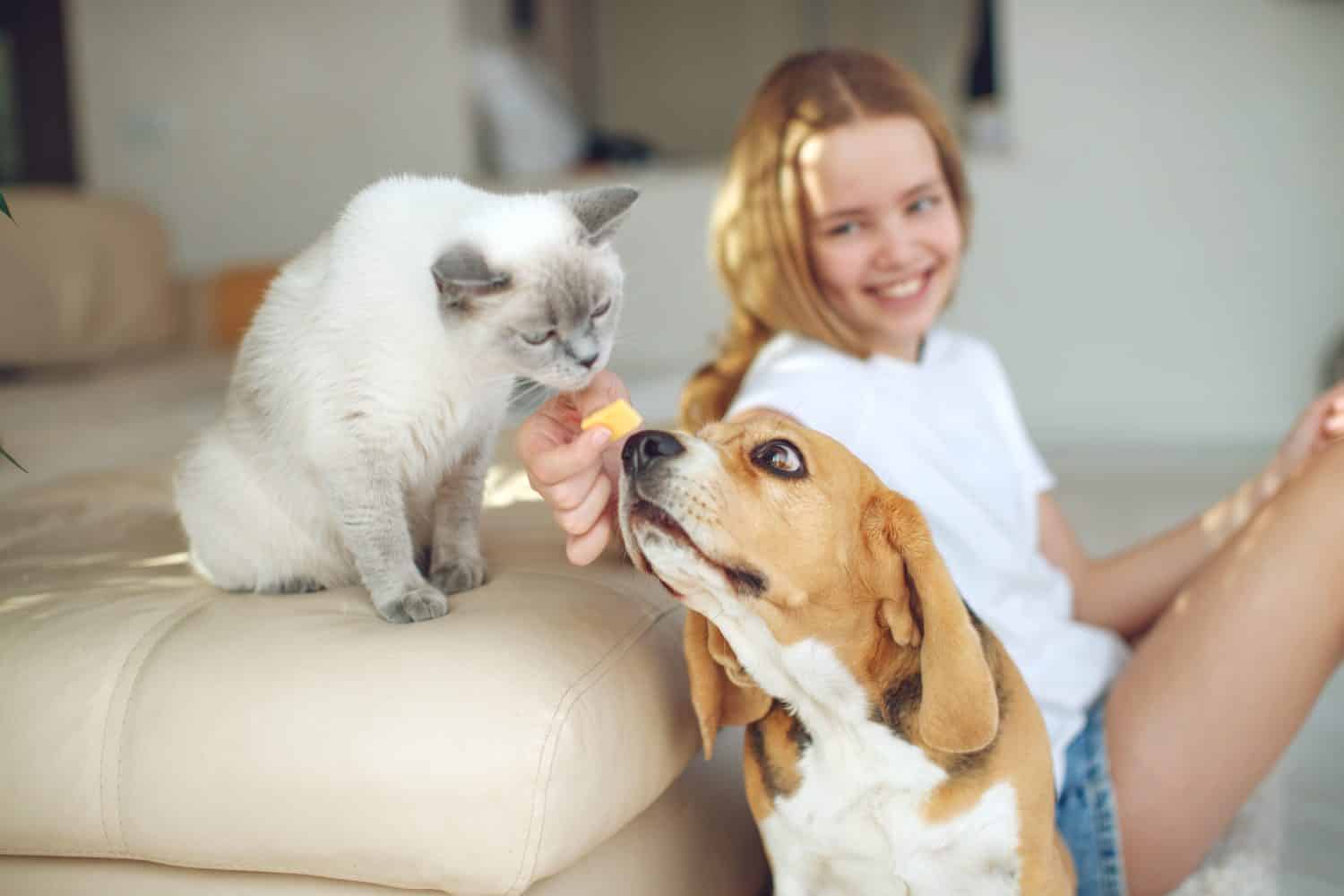 Dog People vs. Cat People: Discover the Real Life Differences Revealed ...