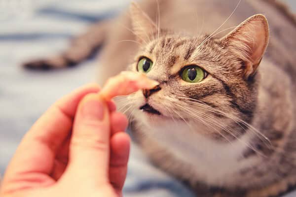 Cat Vision: How Your Feline Views the World