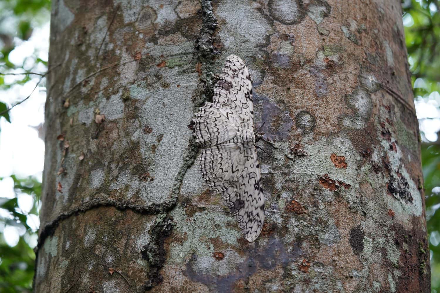 The Giant Insect Longer Than a Hot Dog Crawling Around America - A-Z ...