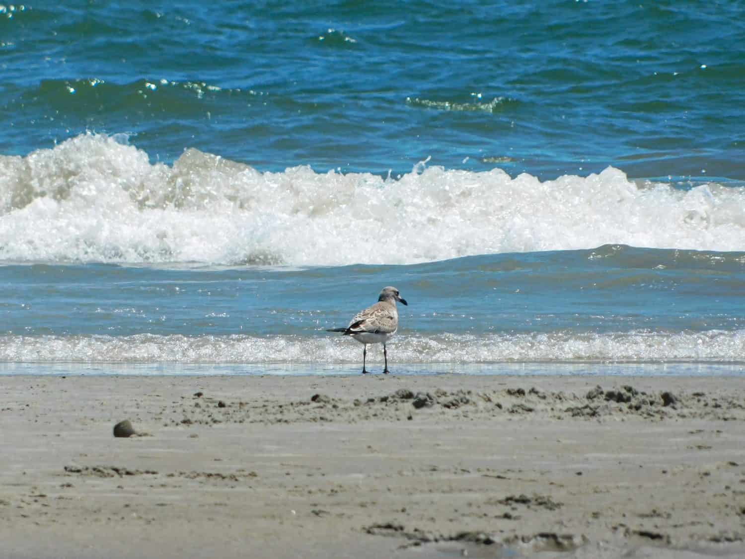 How Seagulls Swallow Whole Fish Without Choking - A-Z Animals