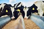 The Pasture BFFs: Why Cows Get Stressed When Separated from Their ...