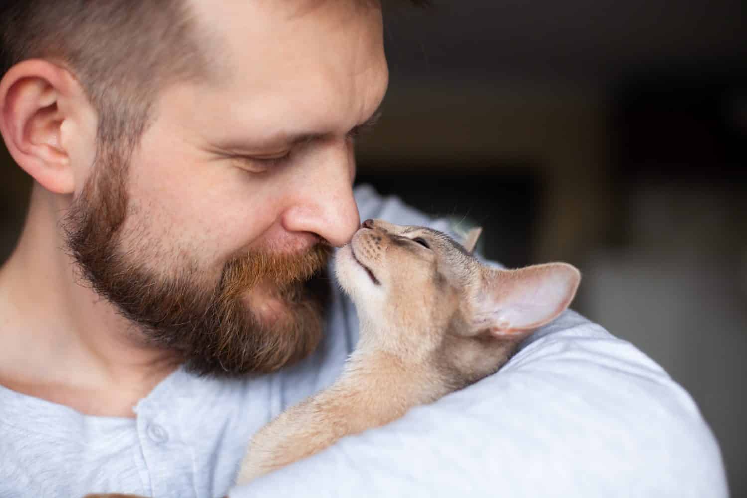 Why Do Cats Purr? Exploring the Reasons Behind This Unique Behavior - A ...
