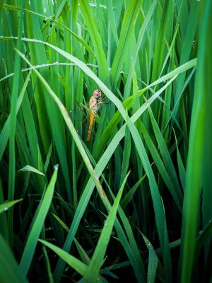 10 Things You Can Do to Attract Helpful Dragonflies to Your Yard - A-Z ...