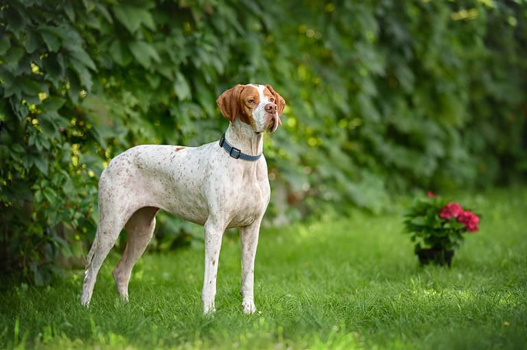 English Pointer Progression: Growth Chart, Milestones, and Training ...