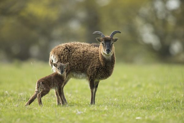 The Top 16 Cutest Sheep Breeds - A-Z Animals