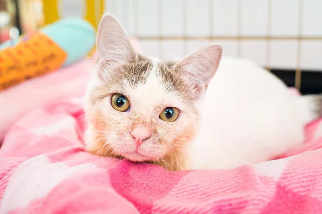 Cerebellar Hypoplasia in Cats: Causes, Symptoms, and Treatment - A-Z ...