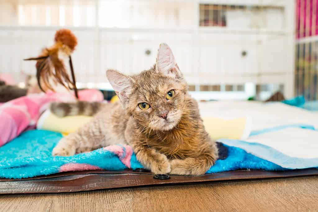 Cerebellar Hypoplasia in Cats: Causes, Symptoms, and Treatment - A-Z ...
