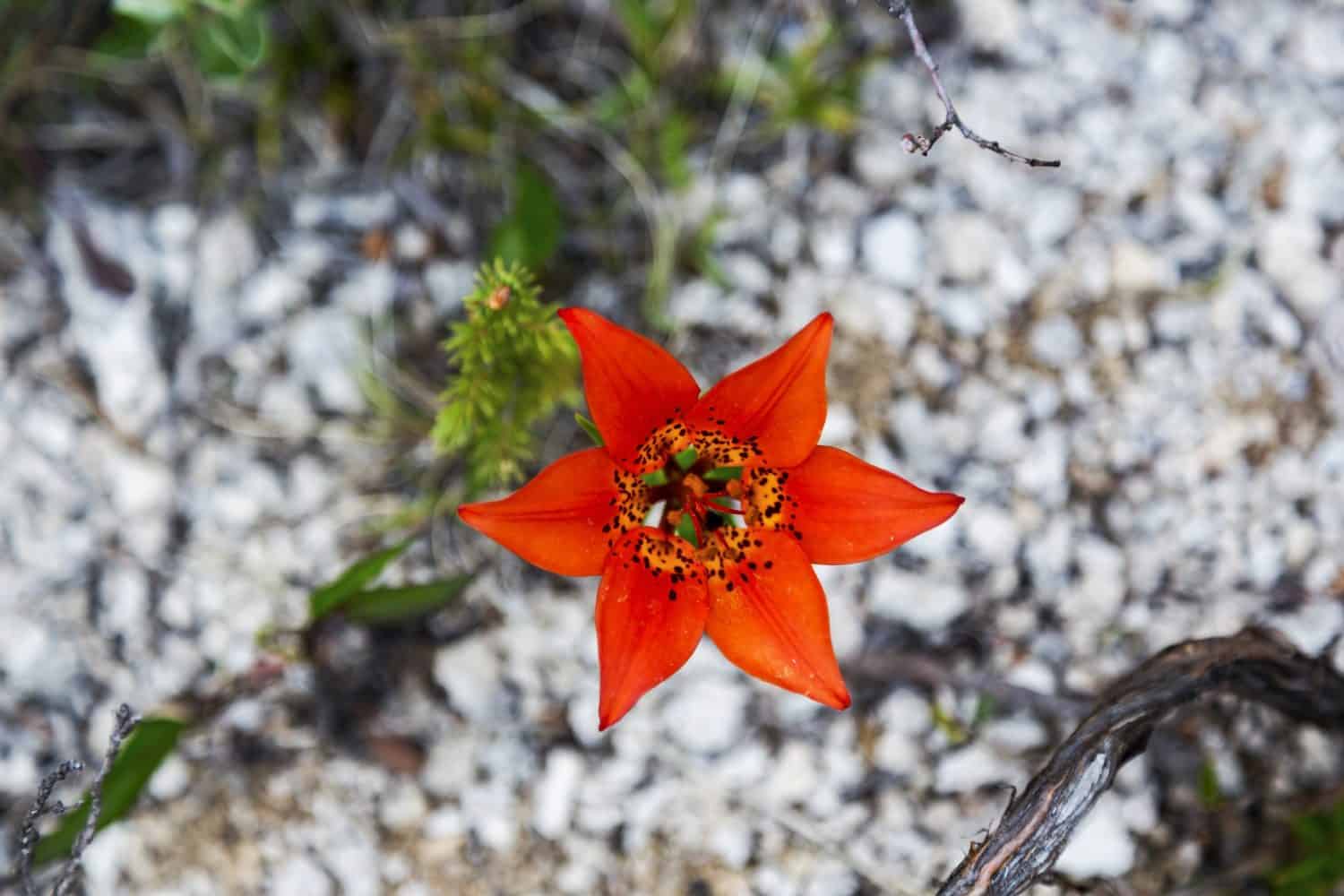24 Endemic Species You'll Only Find in One Place on Earth - A-Z Animals