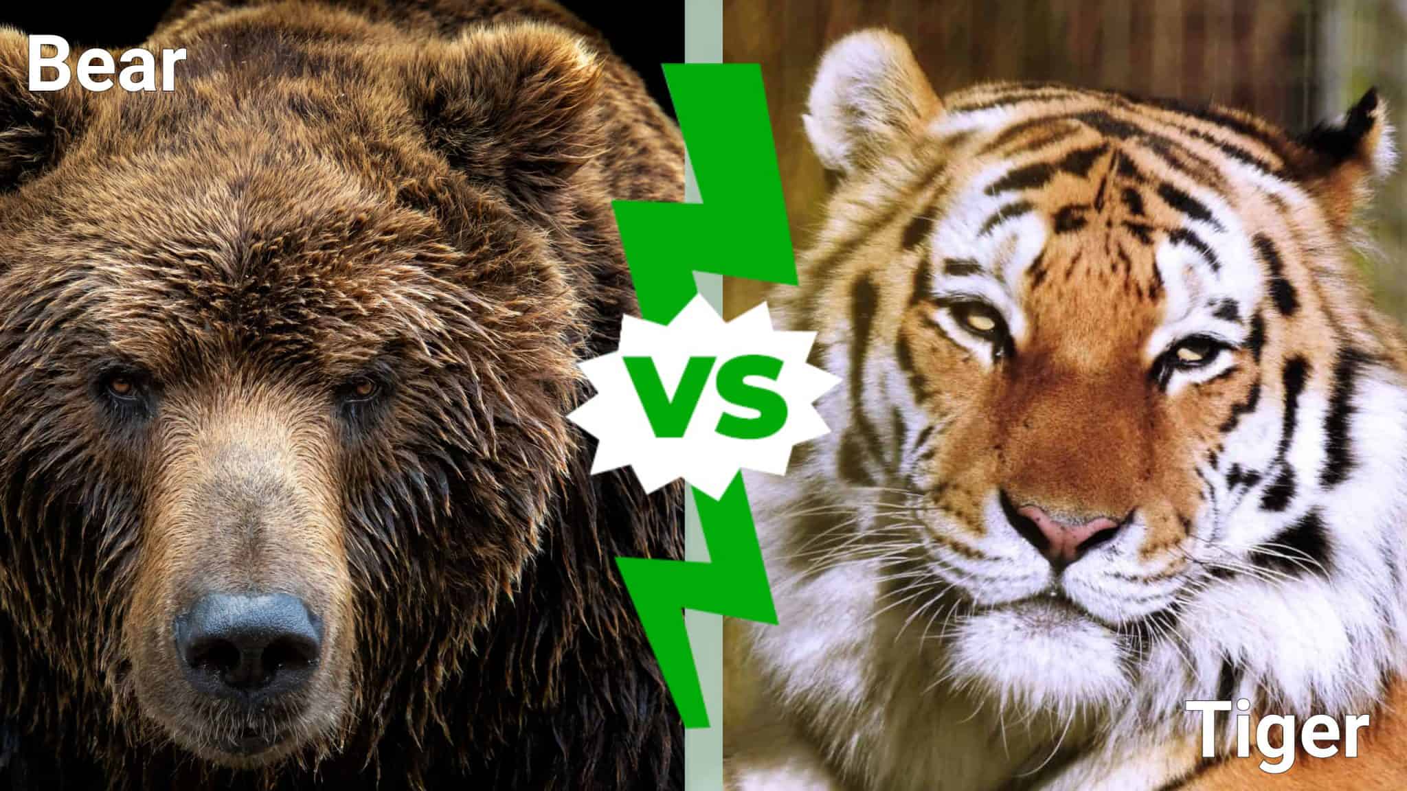 Bear Fight Is the Wildest Video You'll See All Week - A-Z Animals