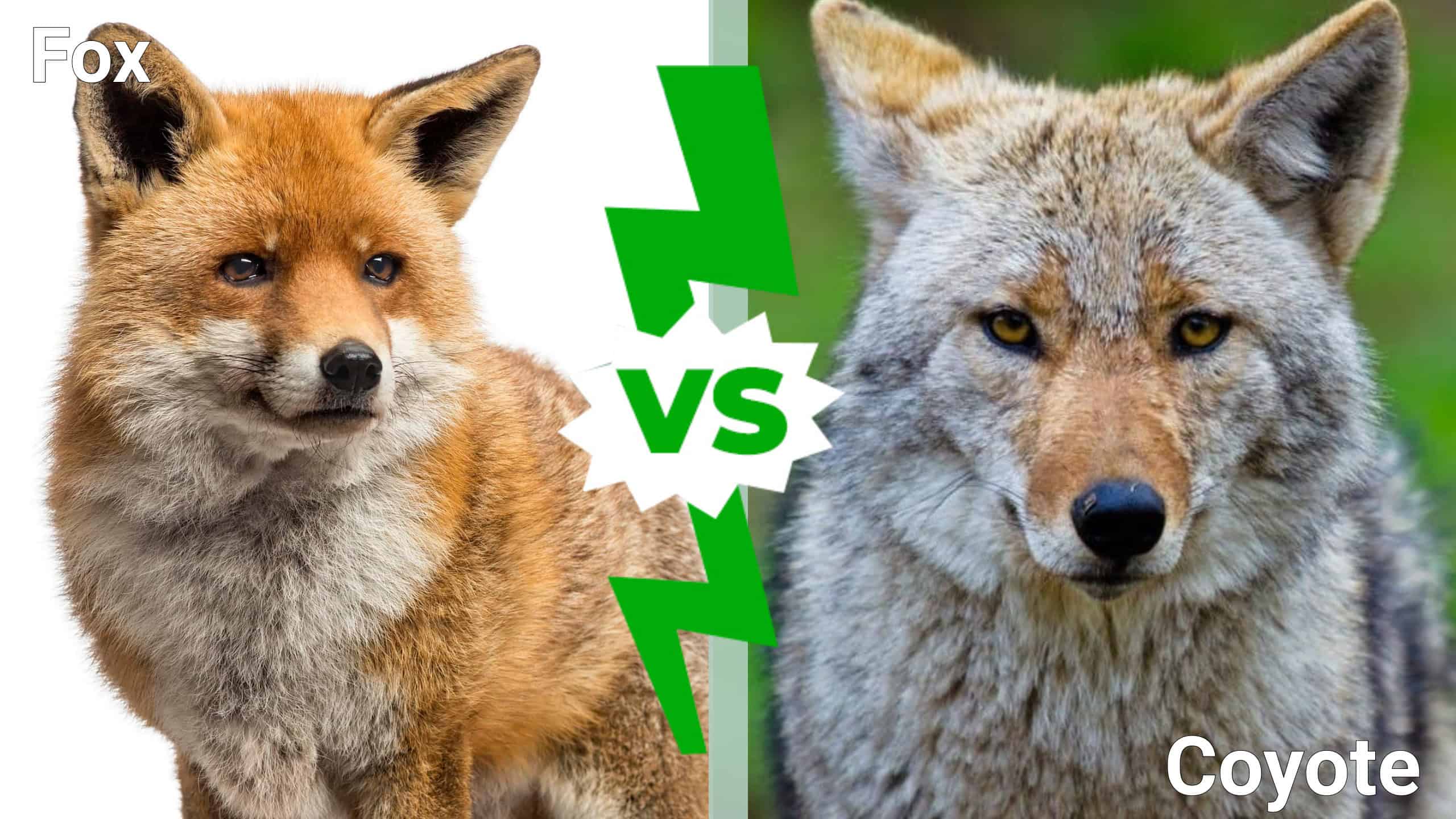 What is the Difference Between a Coyote and a Fox? - A-Z Animals
