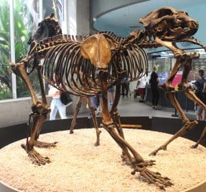 5 Ancient Bears That Dwarfed Today's Behemoths - A-Z Animals