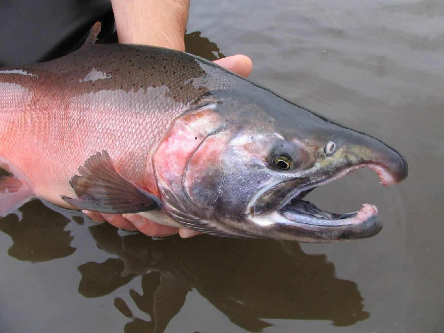 All the Freshwater Species Living in Oregon’s Willamette River - A-Z ...