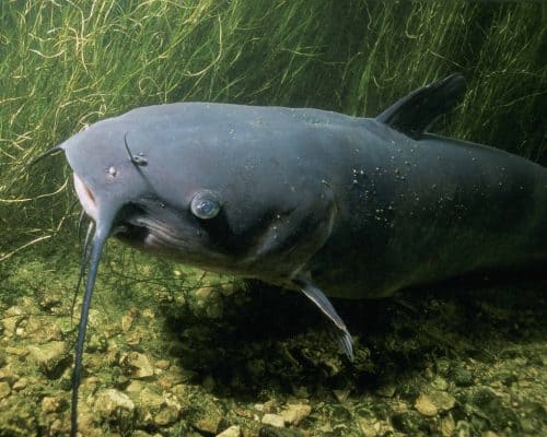 River Monsters: Discover the Largest Fish in the Ohio River - A-Z Animals