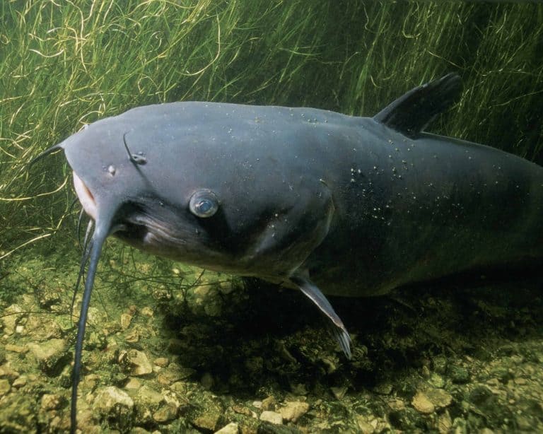 Fishermen Catch Monster Catfish Using This Unusual Bait - A-Z Animals