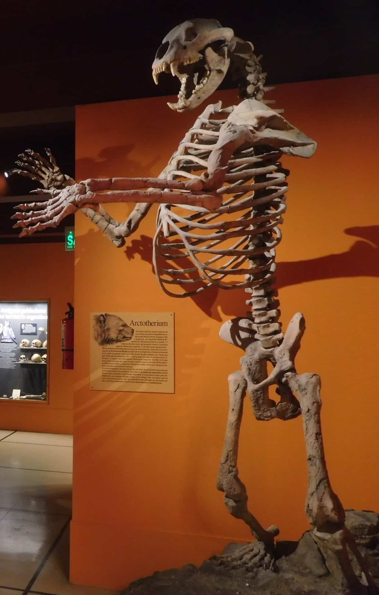 Discover the Largest Bear to Ever Exist (Up to 4X the Size of a Grizzly ...