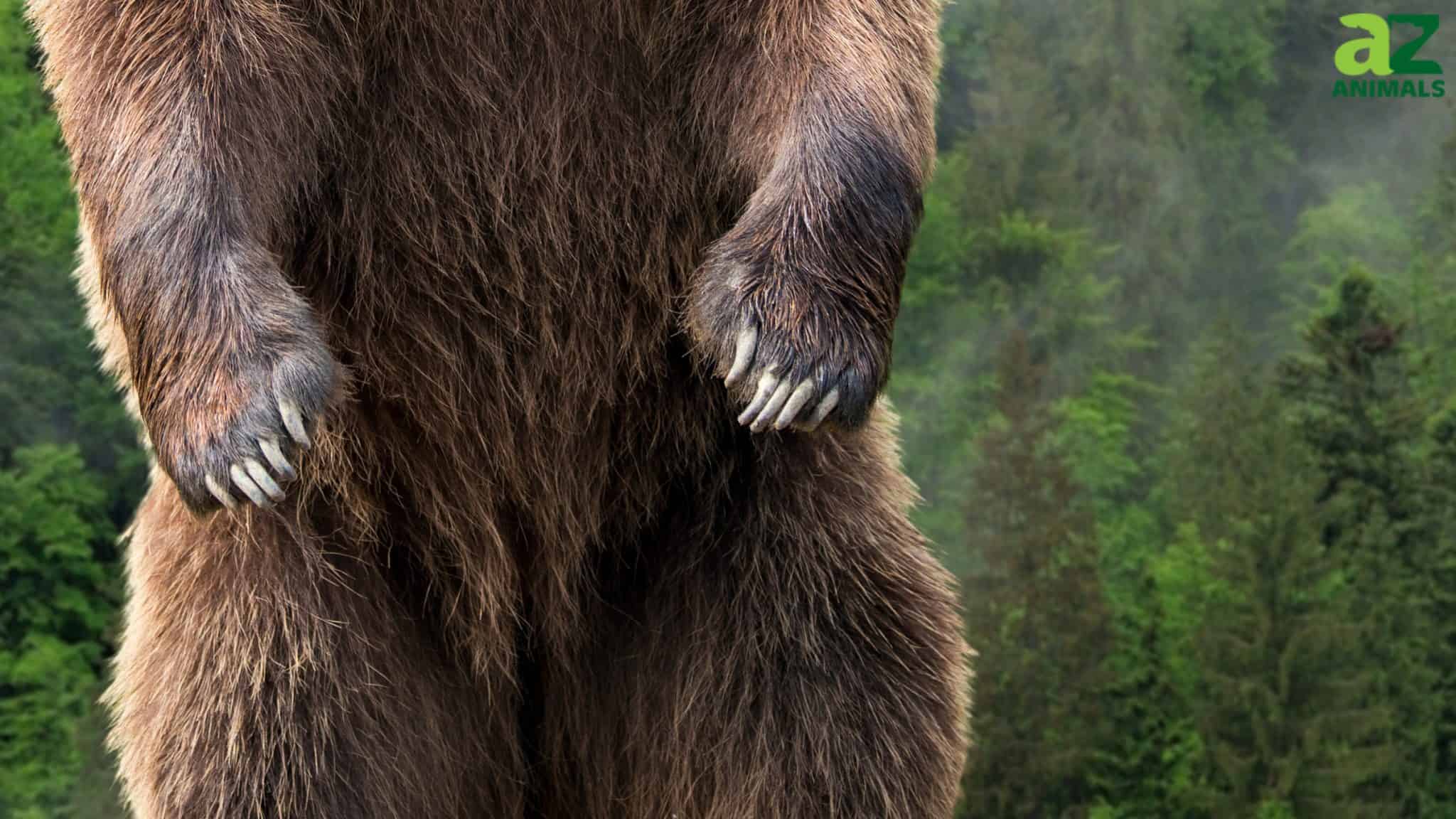The Largest Bear Ever: A Giant That Dwarfed Today’s Kodiaks - A-Z Animals