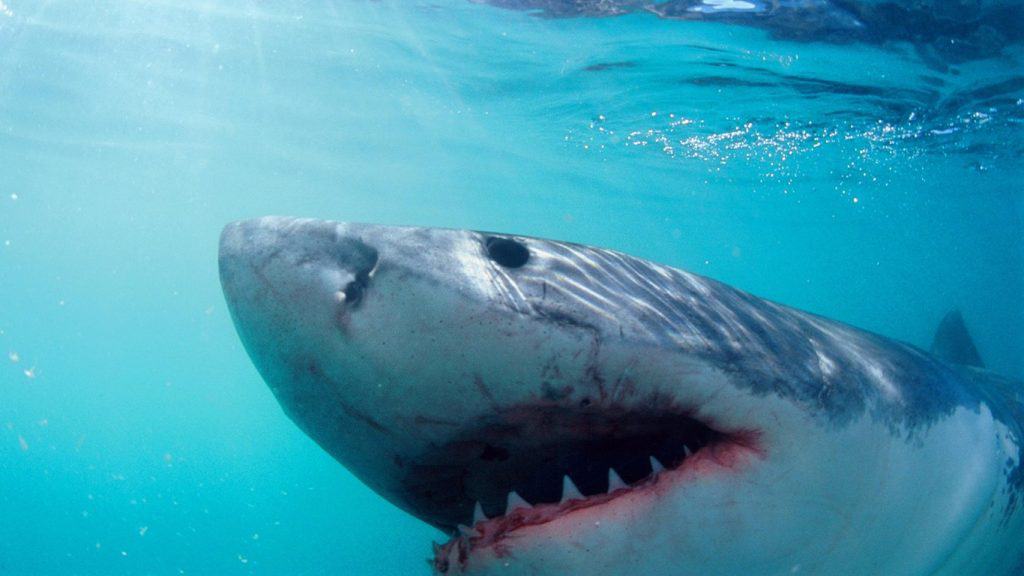 These Unique Sharks Are Warm-Blooded! - A-Z Animals Slideshows