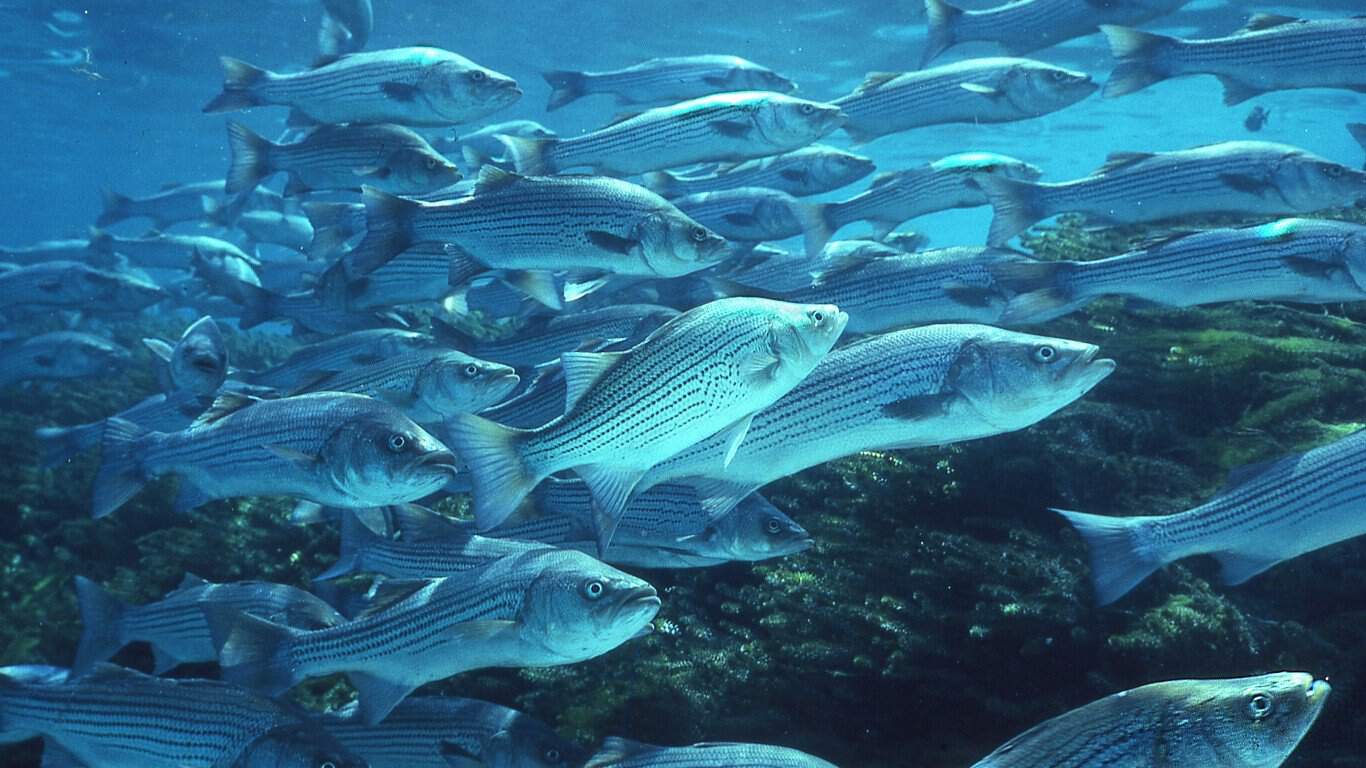 Striped Bass Animal Facts - Morone saxatilis - A-Z Animals