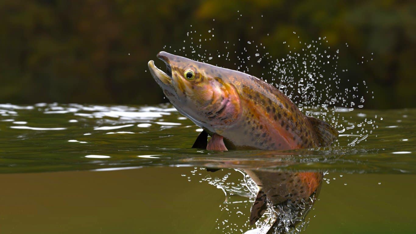 What Do Fish Eat? Understanding Fish Diets - A-Z Animals