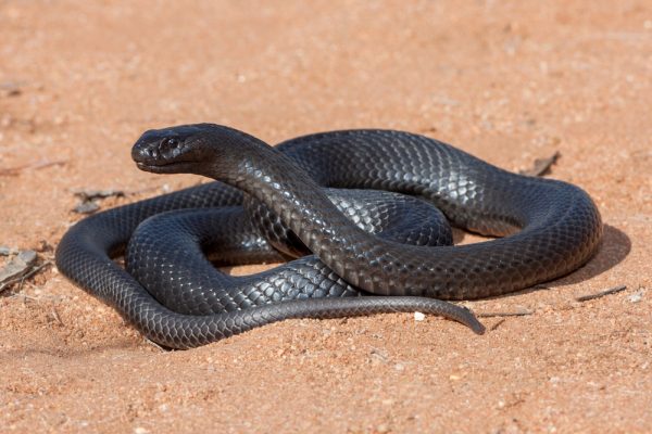 The 40 Coolest Facts About Snakes - A-Z Animals Slideshows