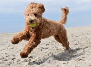 "Brodie That Dood" - The Adventures of the Internet's Favorite ...