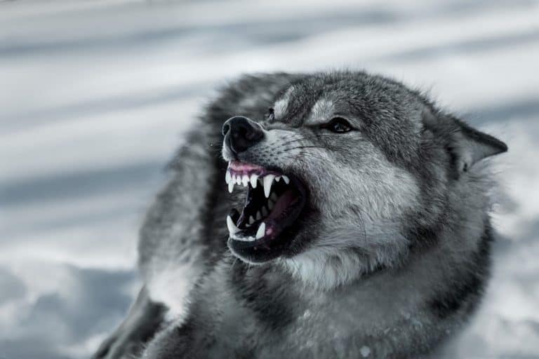 Are Werewolves Real? The Dark Origins and Chilling 'Real' Encounters ...