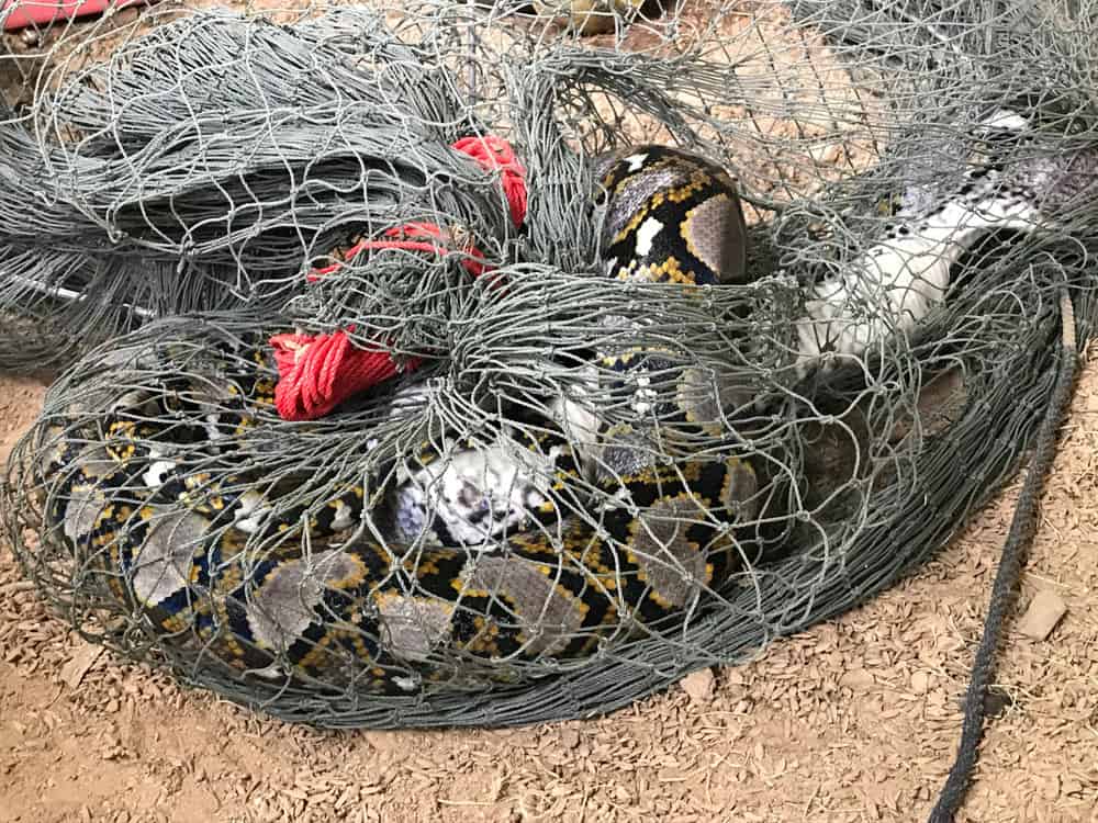 Meet the Florida Snake Hunters Who Have Killed More Than 1,000 Invasive ...