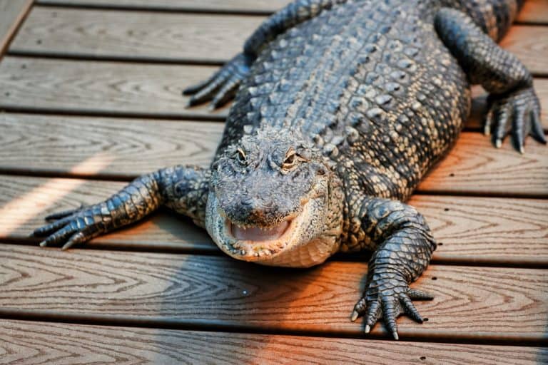 Watch a Home Inspector Stumble Upon a Live Alligator in an Attic…Yes ...