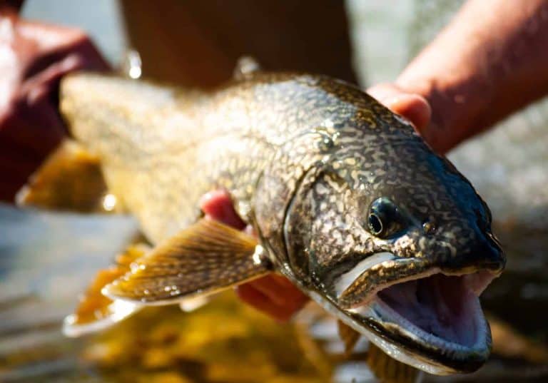 Walleye Size Comparison: Just How Big Do They Get? - A-Z Animals