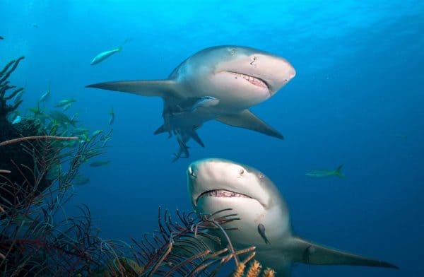 Meet the 'Zombie Sharks' That Are Found in Beaches Across Florida - A-Z ...