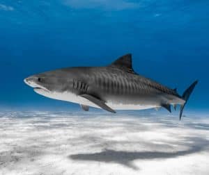10 Fascinating Facts About Tiger Sharks: The Ocean's Fierce Predators ...