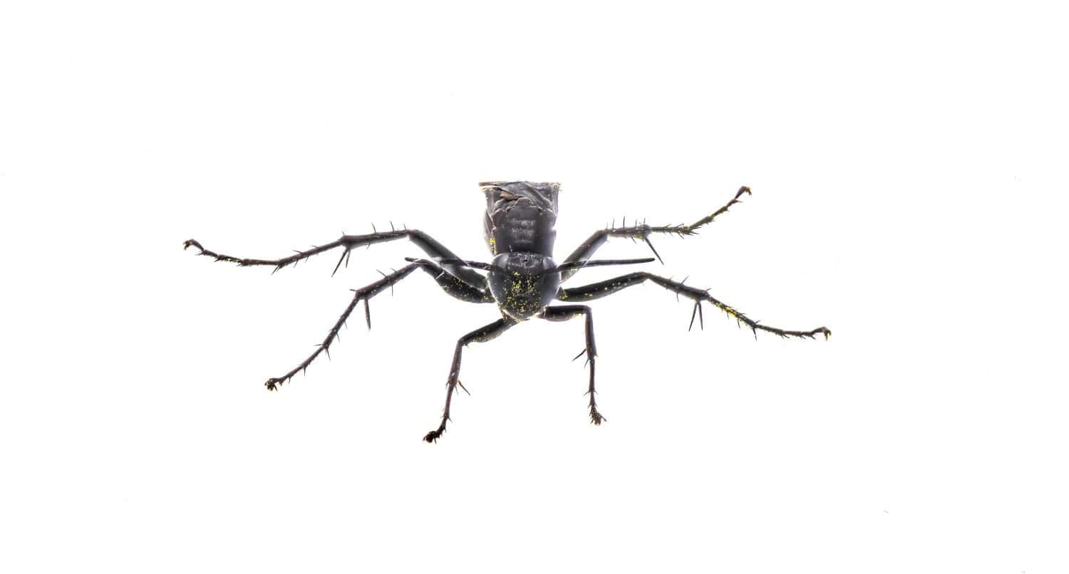 Alien vs. Predator: 10 Real-Life Animals Most Like These SciFi Villains ...