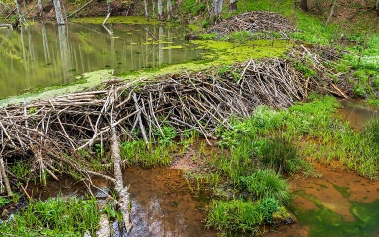 The Beaver State: Oregon’s State Animal Tells a Bigger Story - A-Z Animals
